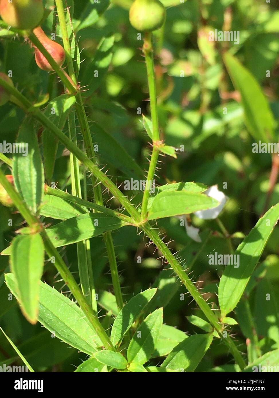 Maryland meadowbeauty (Rhexia mariana Stock Photo - Alamy
