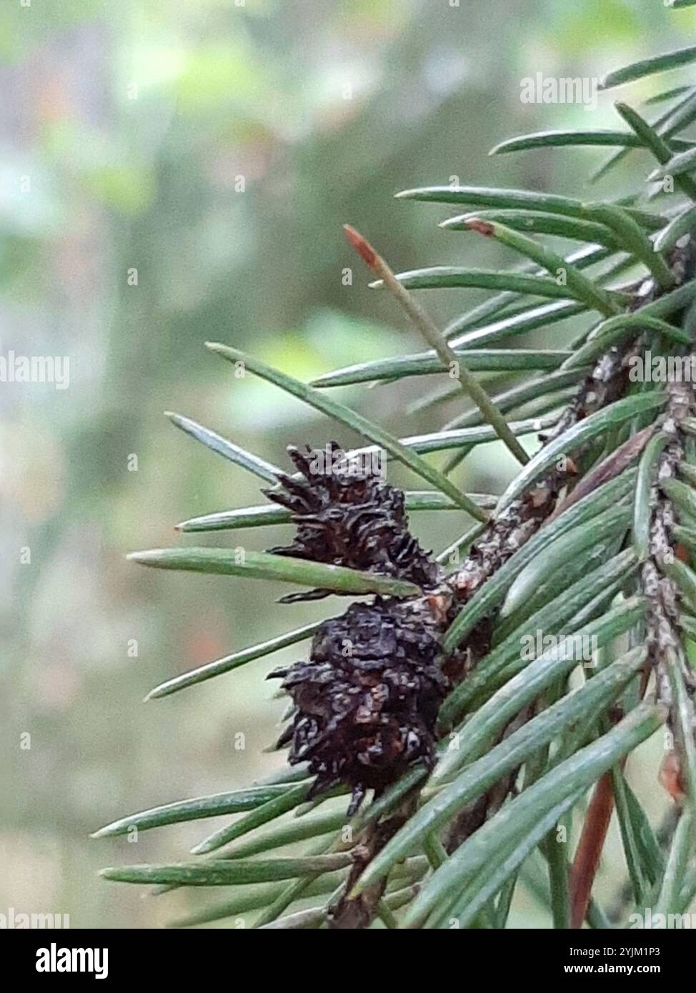 Larch Woolly Aphid (Adelges laricis Stock Photo - Alamy