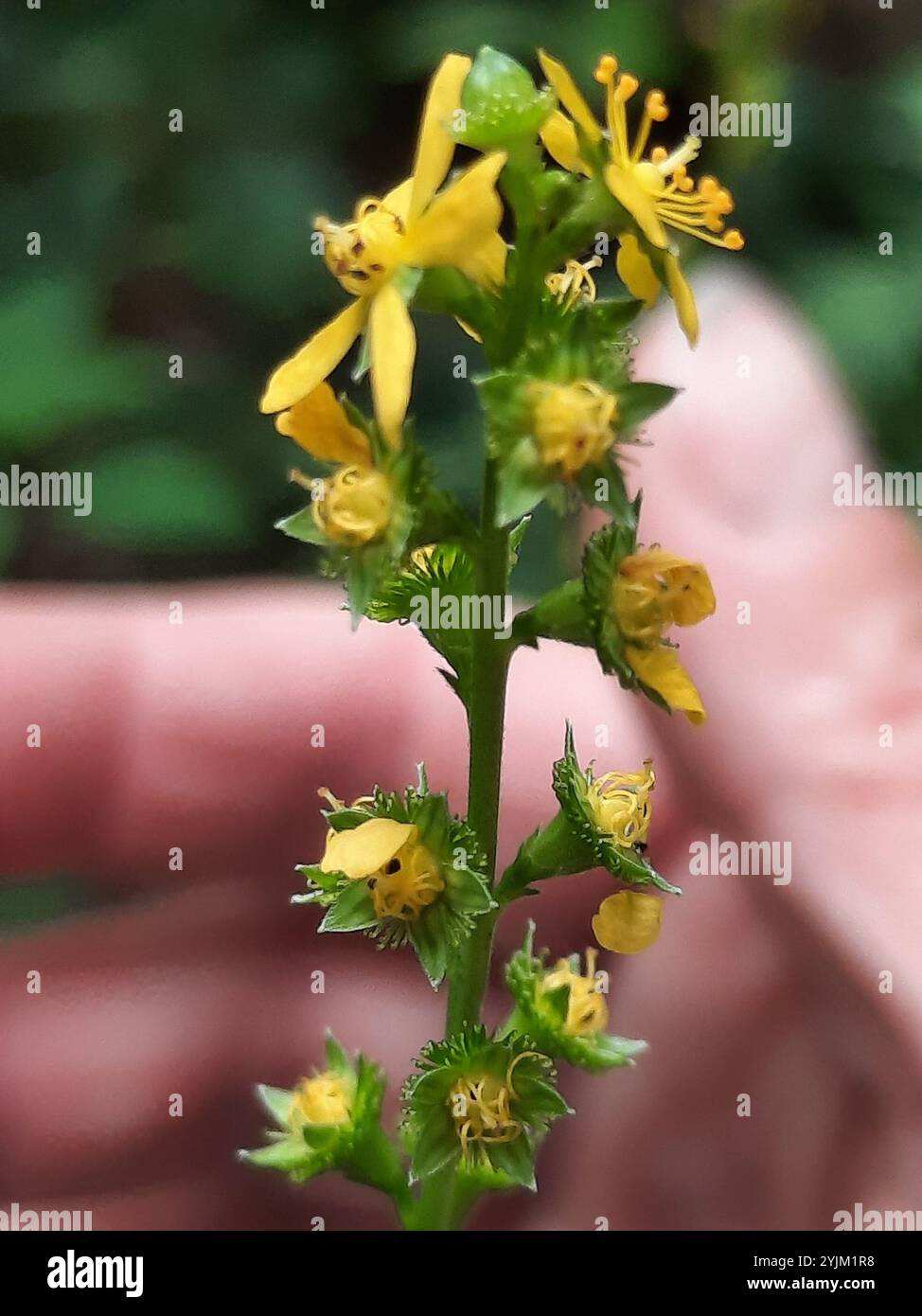 tall hairy agrimony (Agrimonia gryposepala Stock Photo - Alamy
