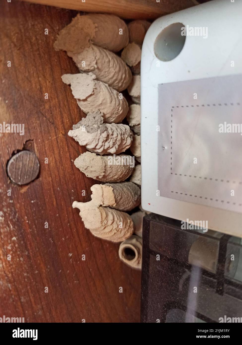 Asian mud dauber wasp hi-res stock photography and images - Alamy