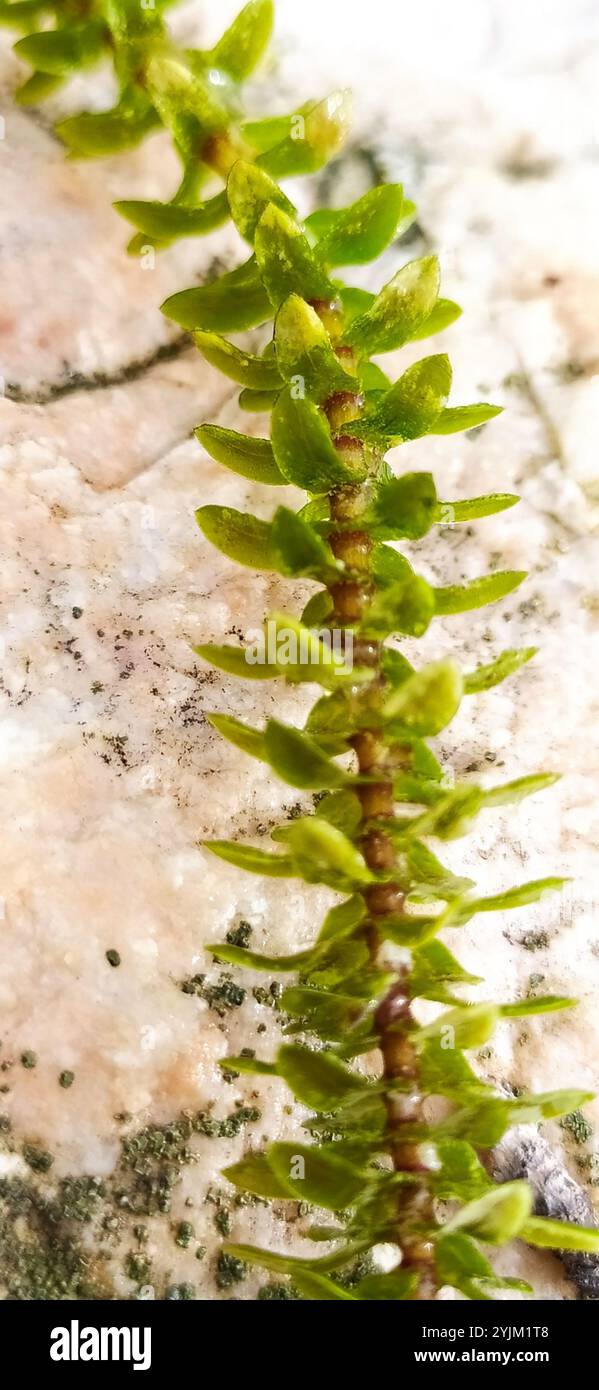 Canadian Waterweed (Elodea canadensis Stock Photo - Alamy