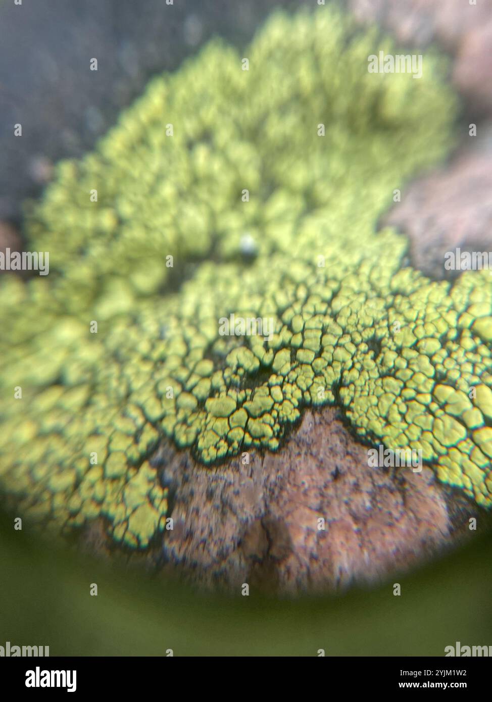 yellow map lichen (Rhizocarpon geographicum Stock Photo - Alamy