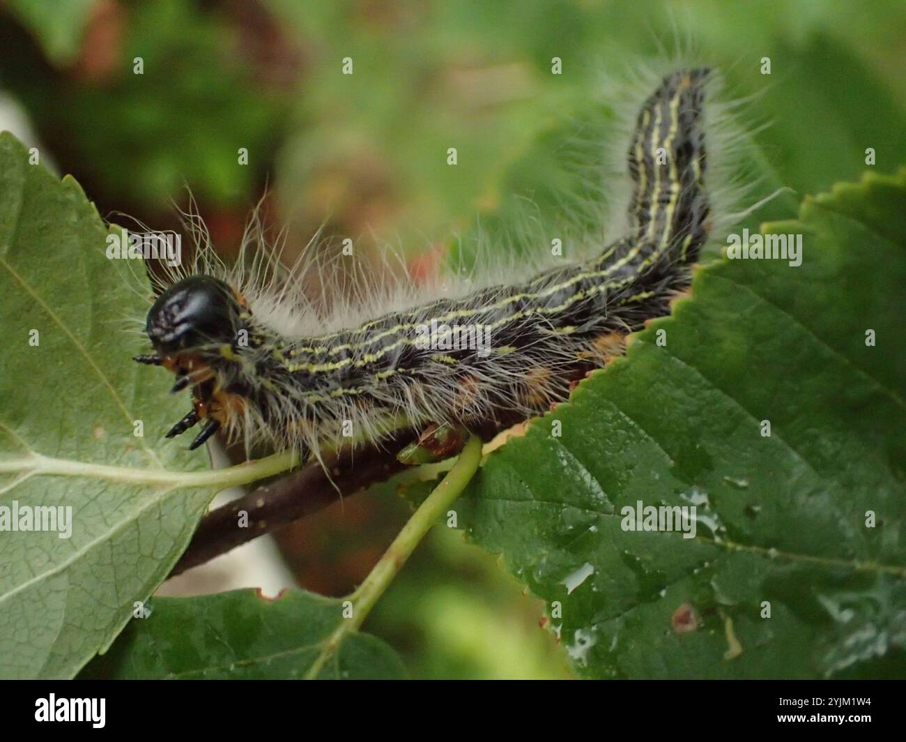 Yellow-necked Caterpillar Moth (Datana ministra Stock Photo - Alamy