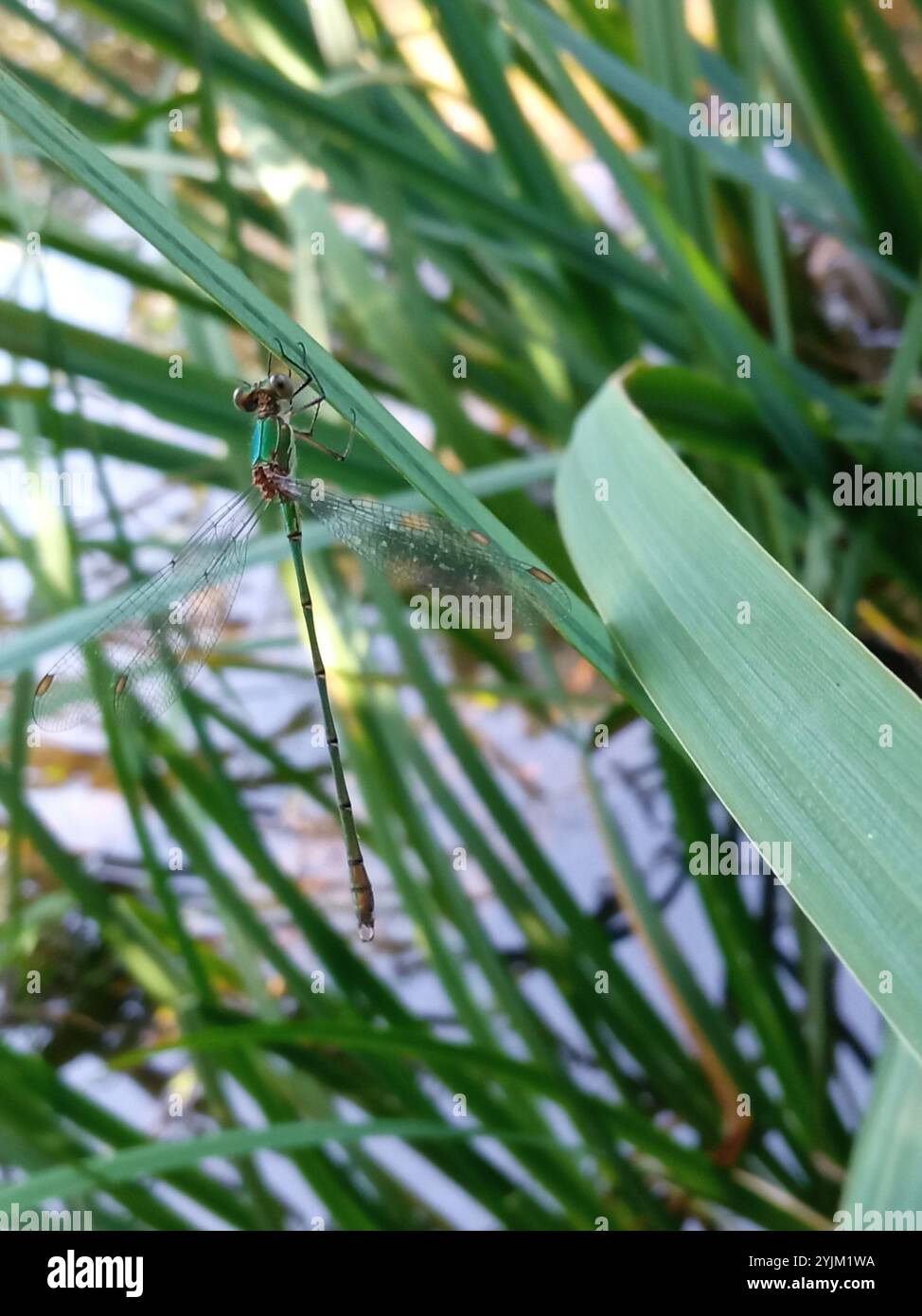 Western Willow Spreadwing (Chalcolestes viridis Stock Photo - Alamy