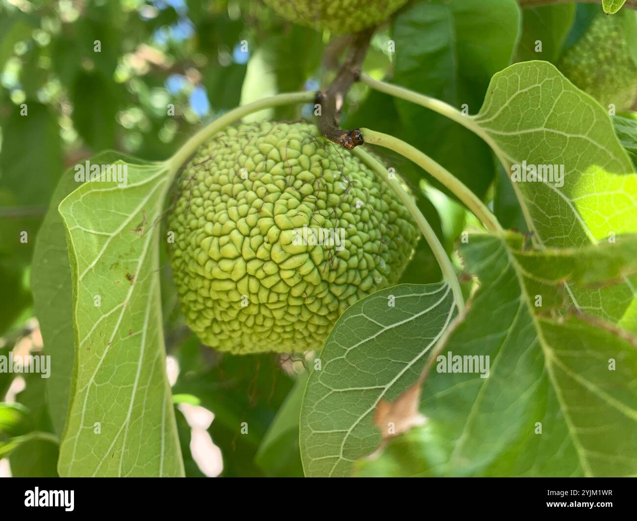 Osage-orange (Maclura pomifera Stock Photo - Alamy