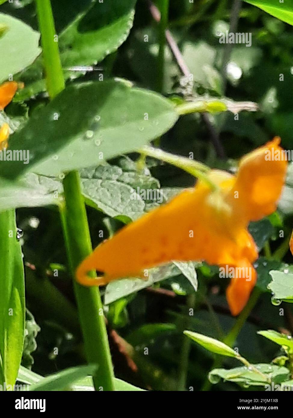 common jewelweed (Impatiens capensis Stock Photo - Alamy
