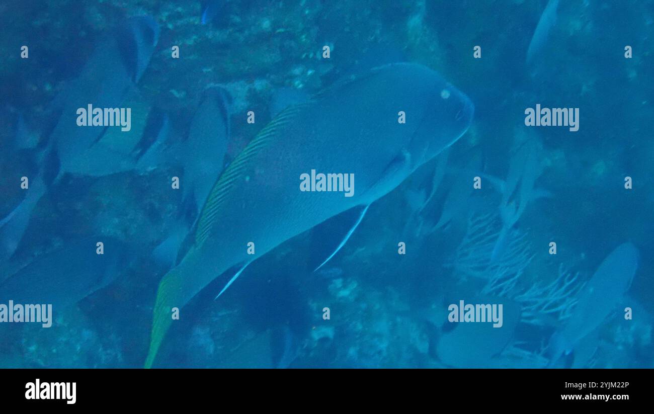 Brown Meagre (Sciaena umbra Stock Photo - Alamy