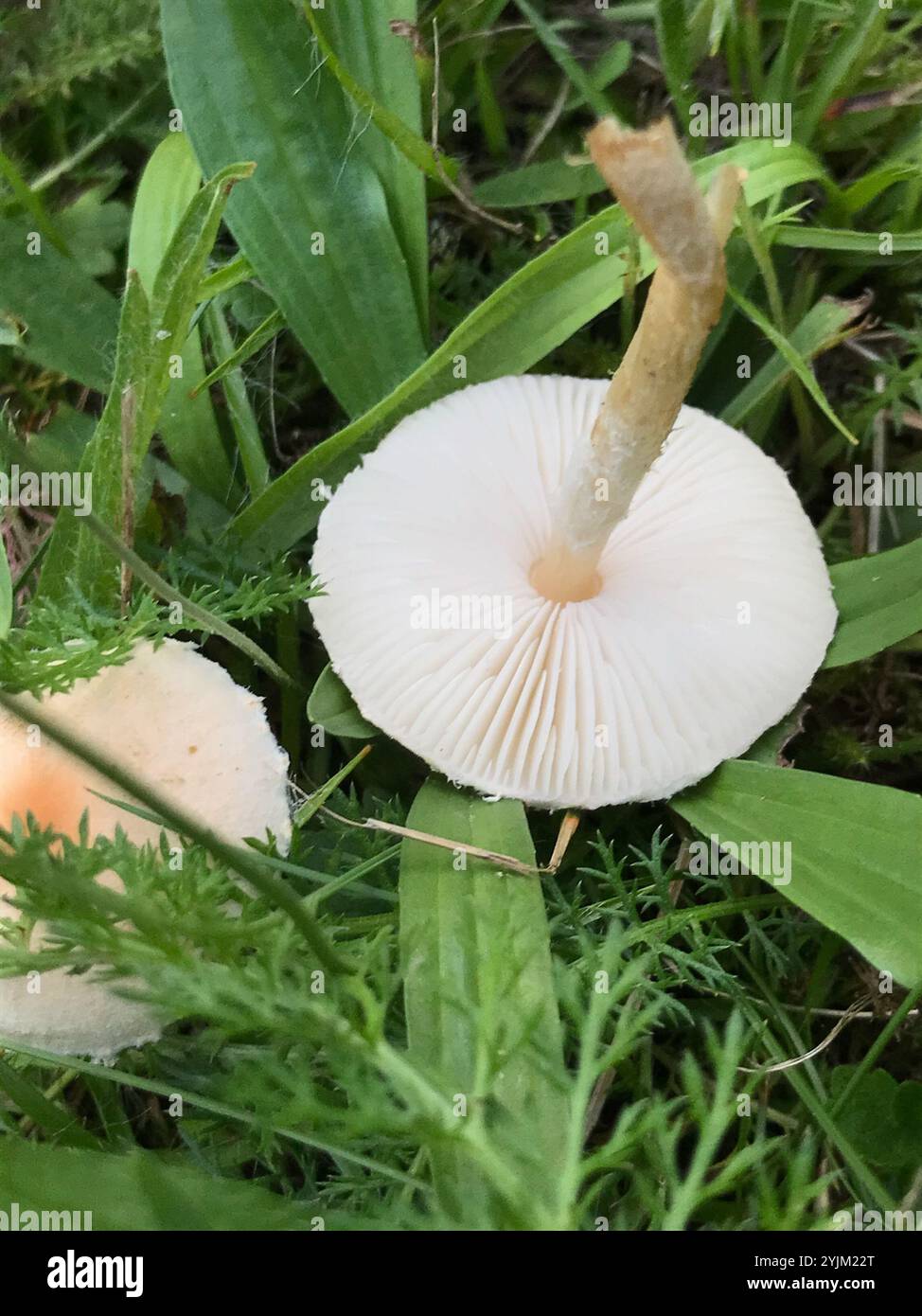 Stinking dapperling lepiota cristata hi-res stock photography and ...