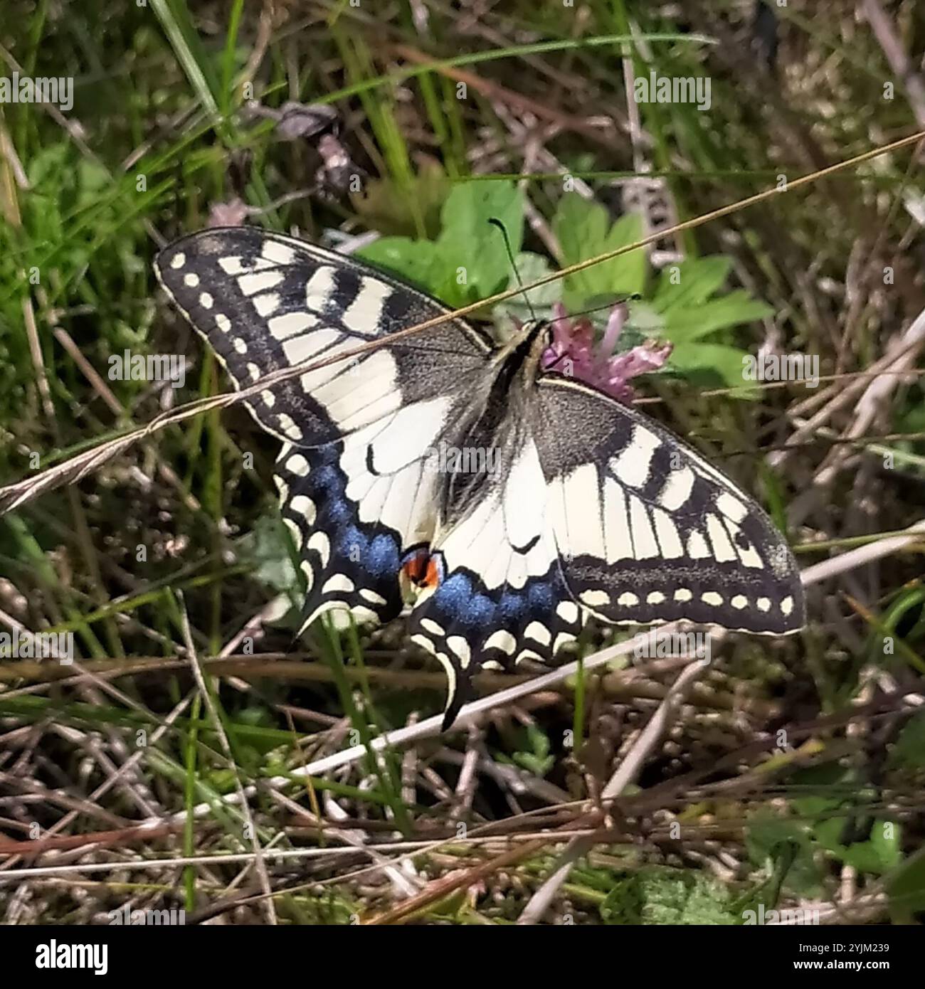 Old World Swallowtail (Papilio machaon Stock Photo - Alamy
