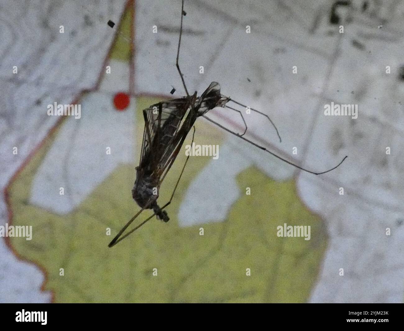 Crane Flies (Tipulomorpha Stock Photo - Alamy