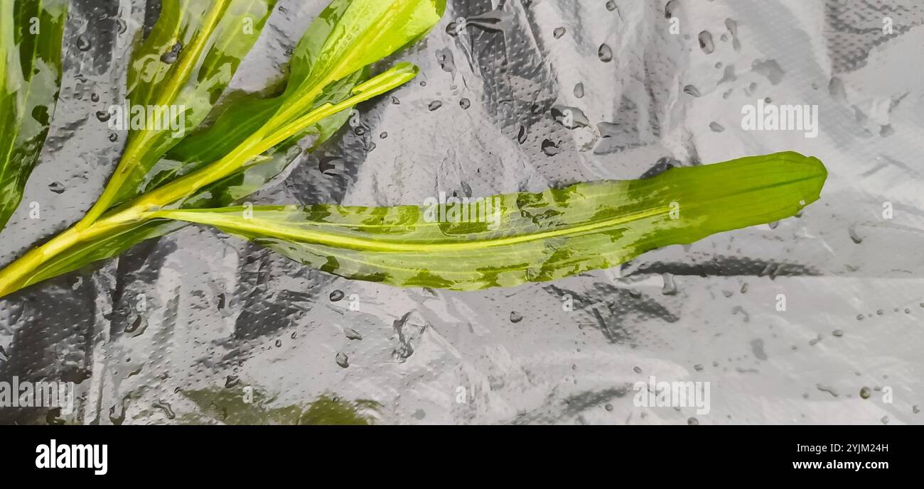 Northern Pondweed (Potamogeton alpinus Stock Photo - Alamy