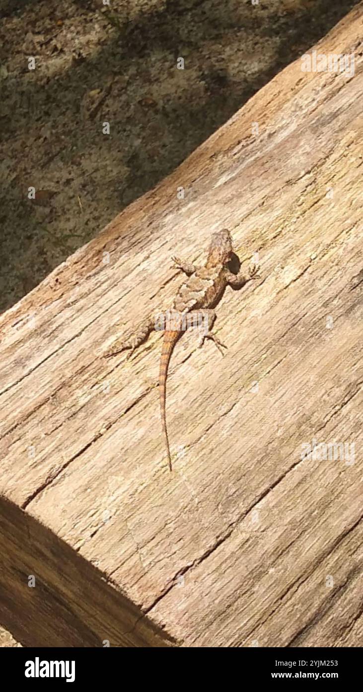 Eastern Fence Lizard (Sceloporus undulatus Stock Photo - Alamy