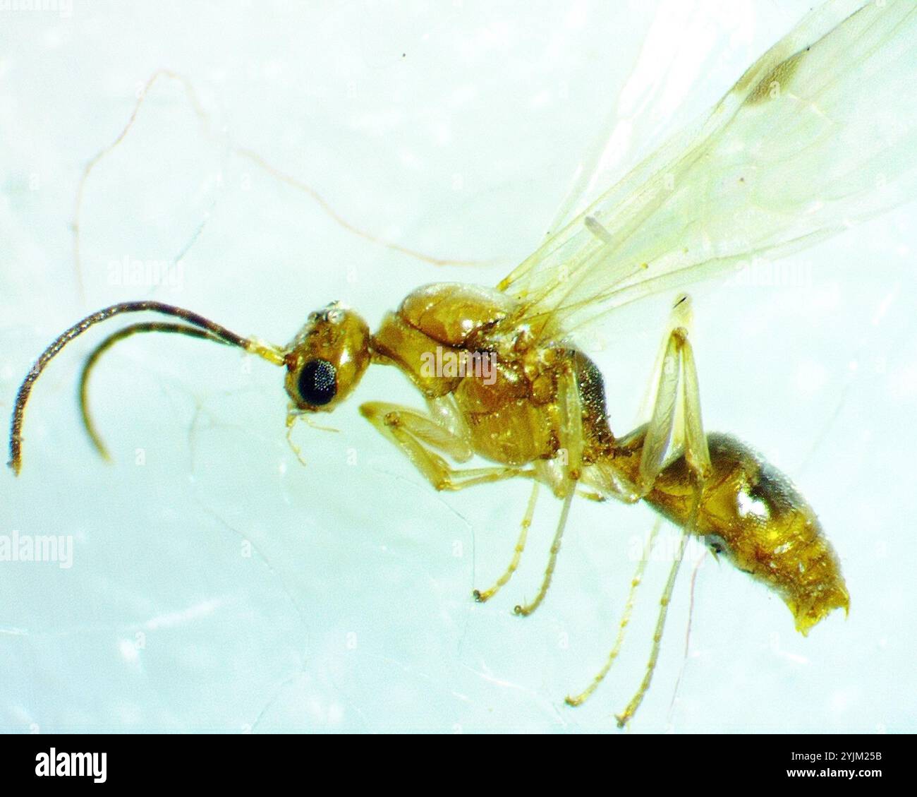 Asian Needle Ant (Brachyponera chinensis Stock Photo - Alamy