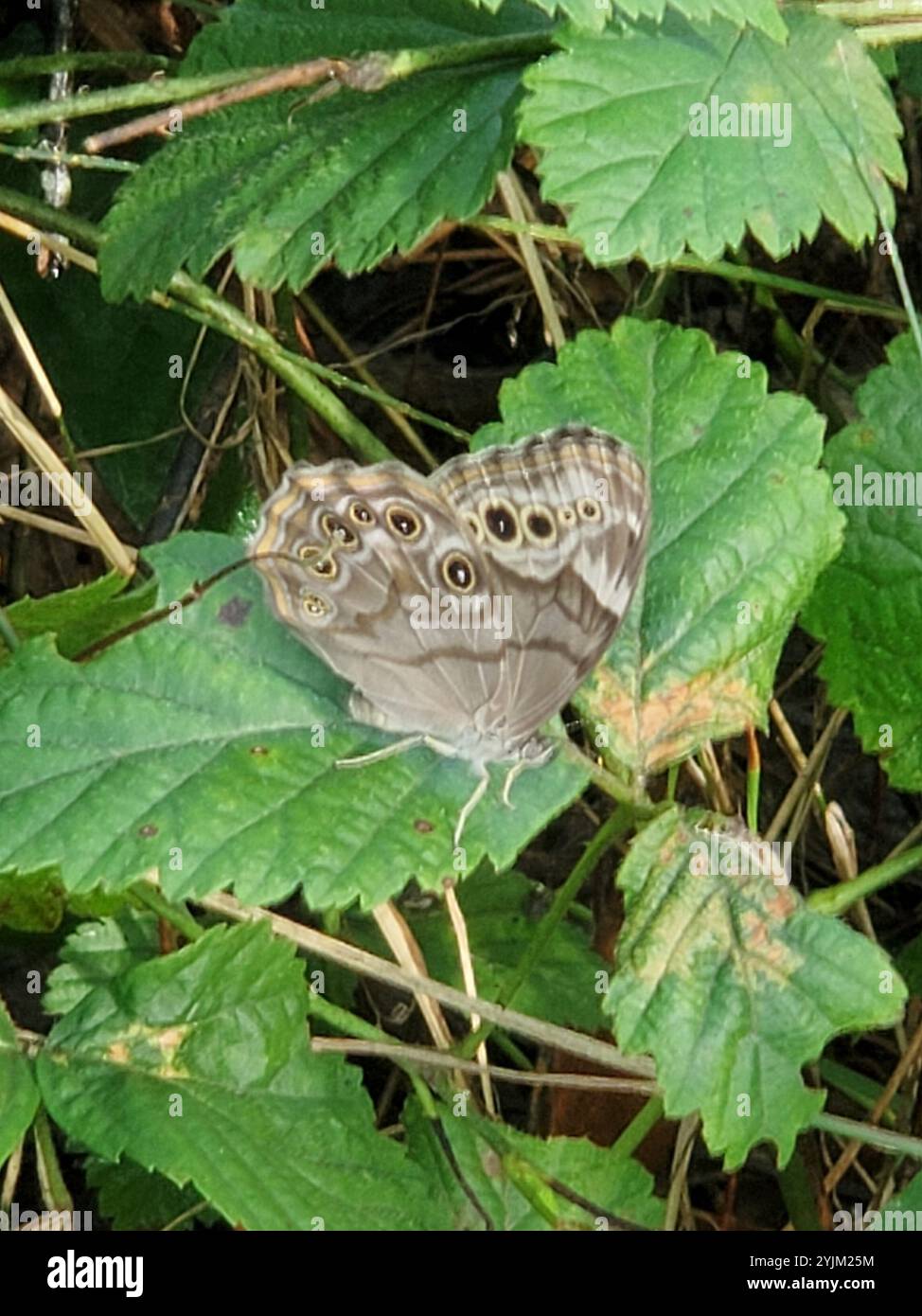 Northern Pearly-eye (Lethe anthedon Stock Photo - Alamy