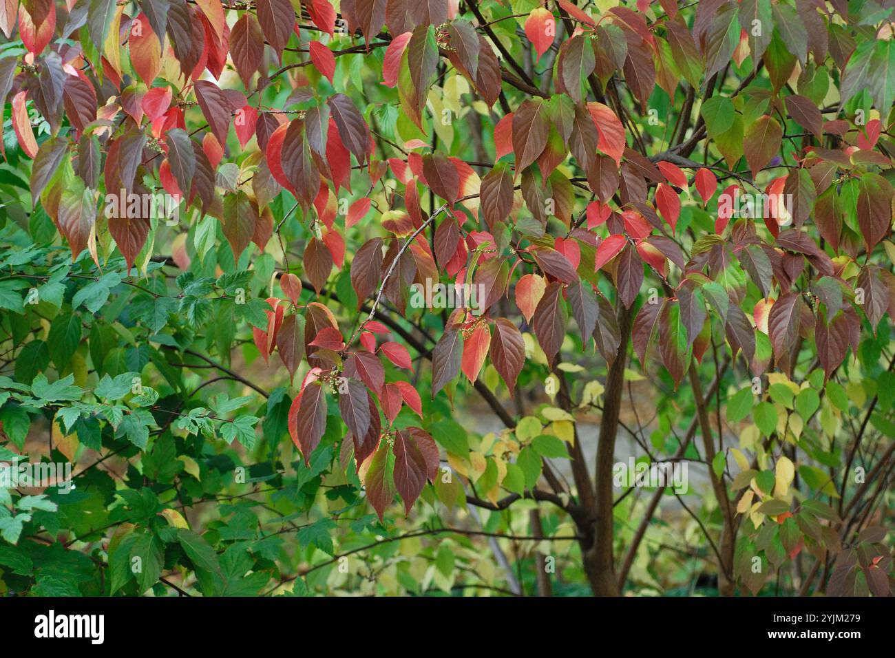 Stachyurus autumn hi-res stock photography and images - Alamy