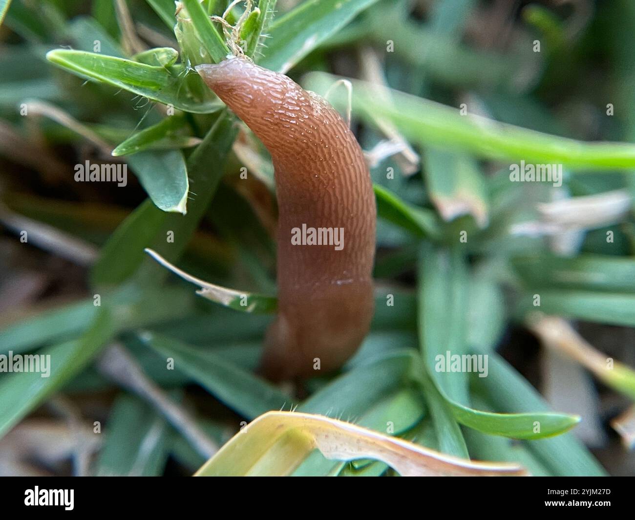 Smooth Land Slugs (Deroceras Stock Photo - Alamy
