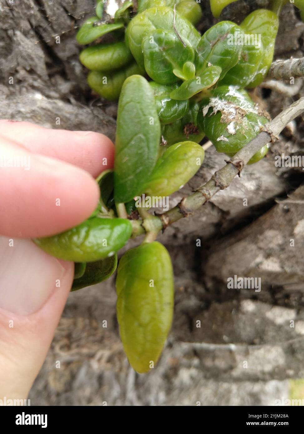 Coprosma repens hi-res stock photography and images - Alamy