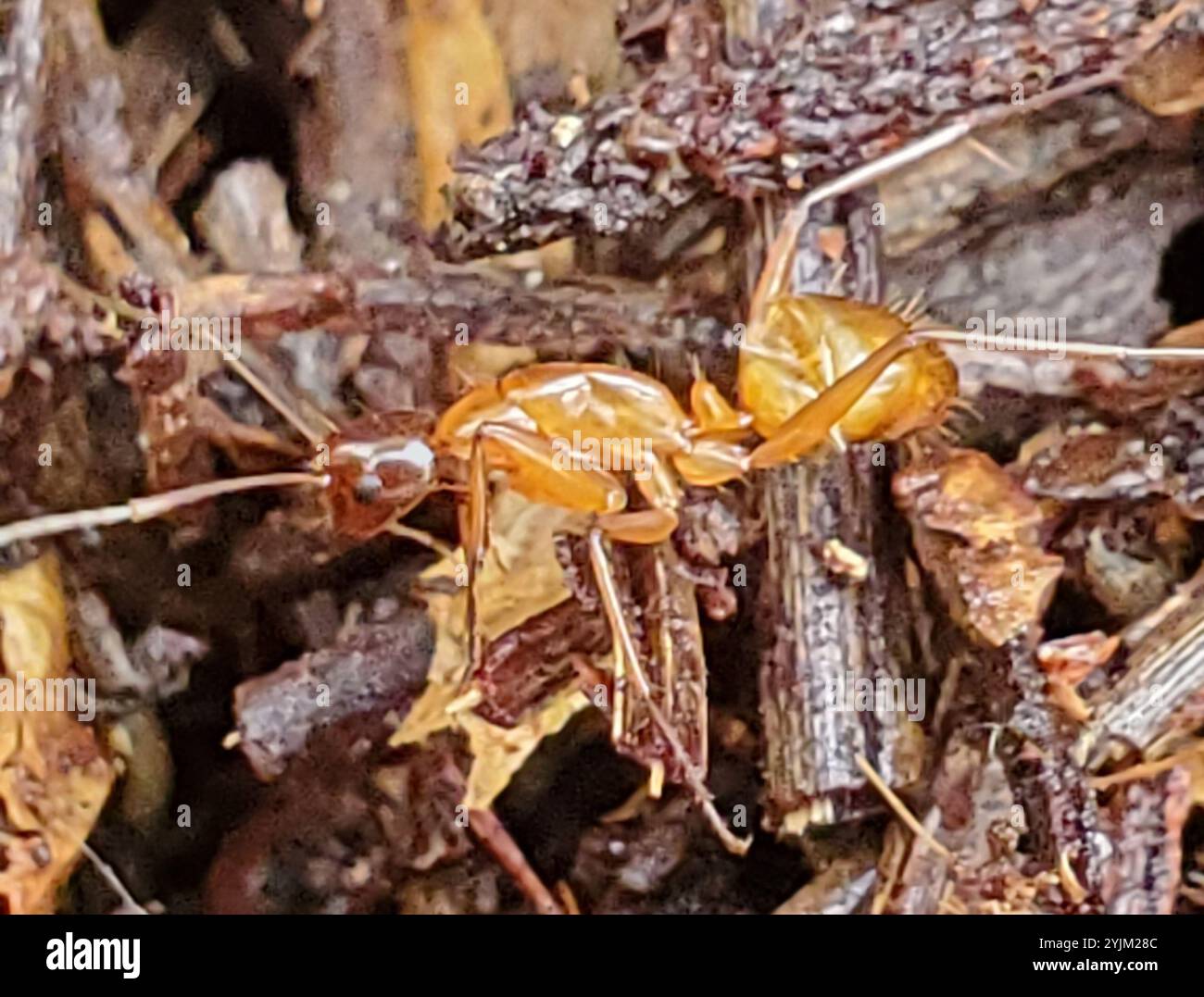 Chestnut Carpenter Ant (Camponotus castaneus Stock Photo - Alamy