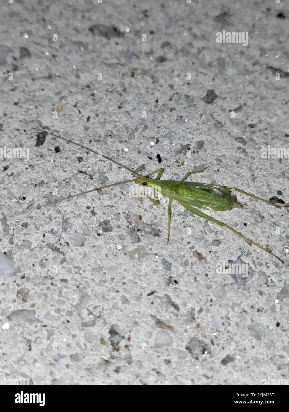 Common Tree Crickets (Oecanthus Stock Photo - Alamy