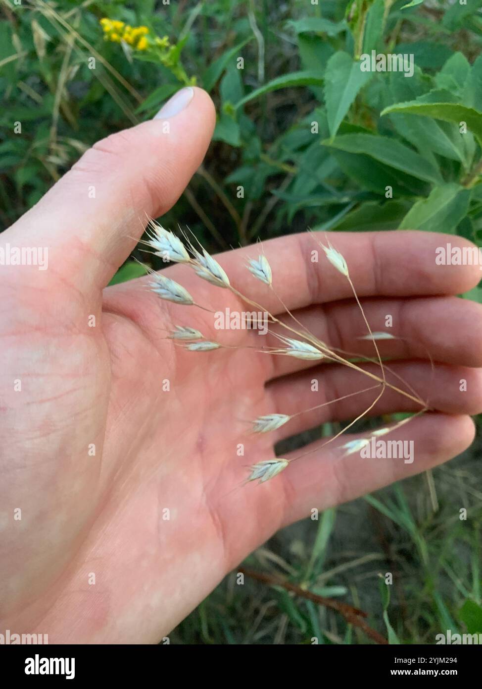 Japanese brome (Bromus japonicus Stock Photo - Alamy