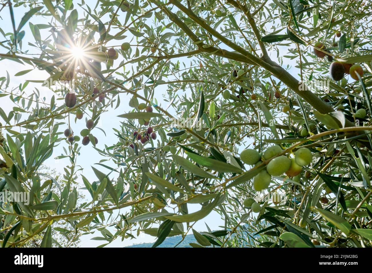 olive tree with ripe olive Stock Photo - Alamy