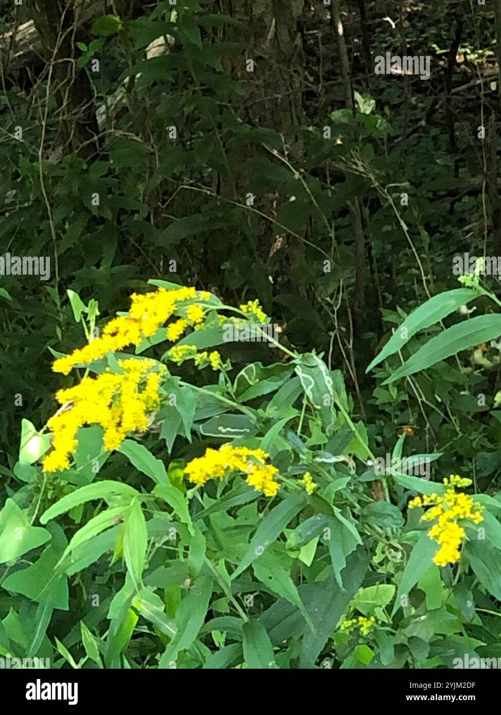 early goldenrod (Solidago juncea Stock Photo - Alamy