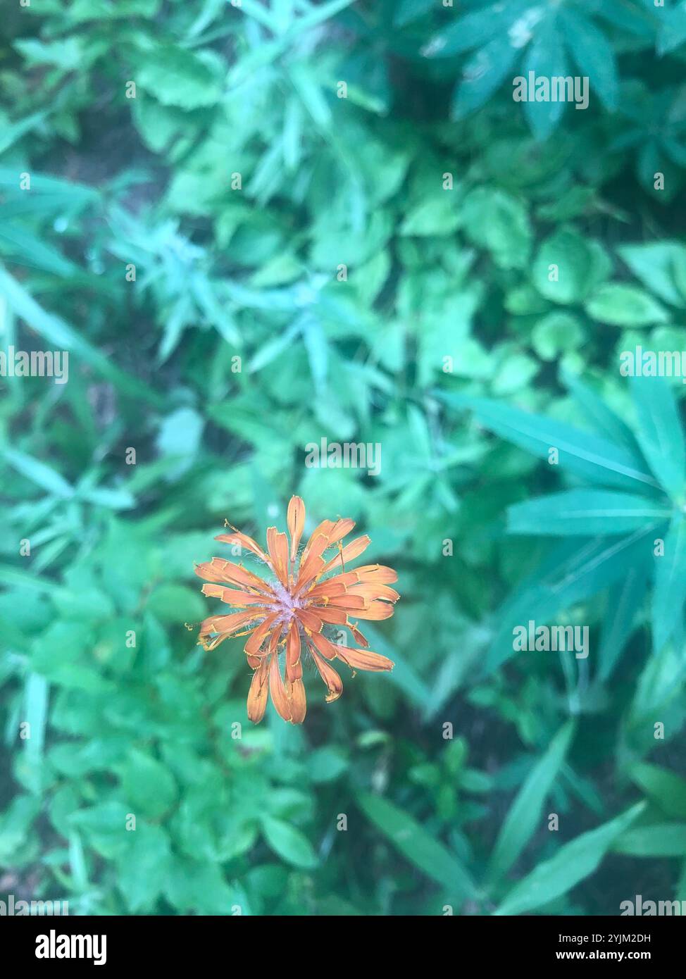 orange agoseris (Agoseris aurantiaca Stock Photo - Alamy
