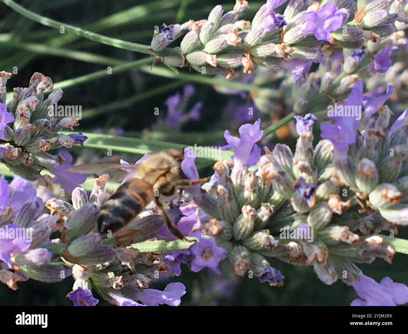 Western Honey Bee (Apis mellifera Stock Photo - Alamy
