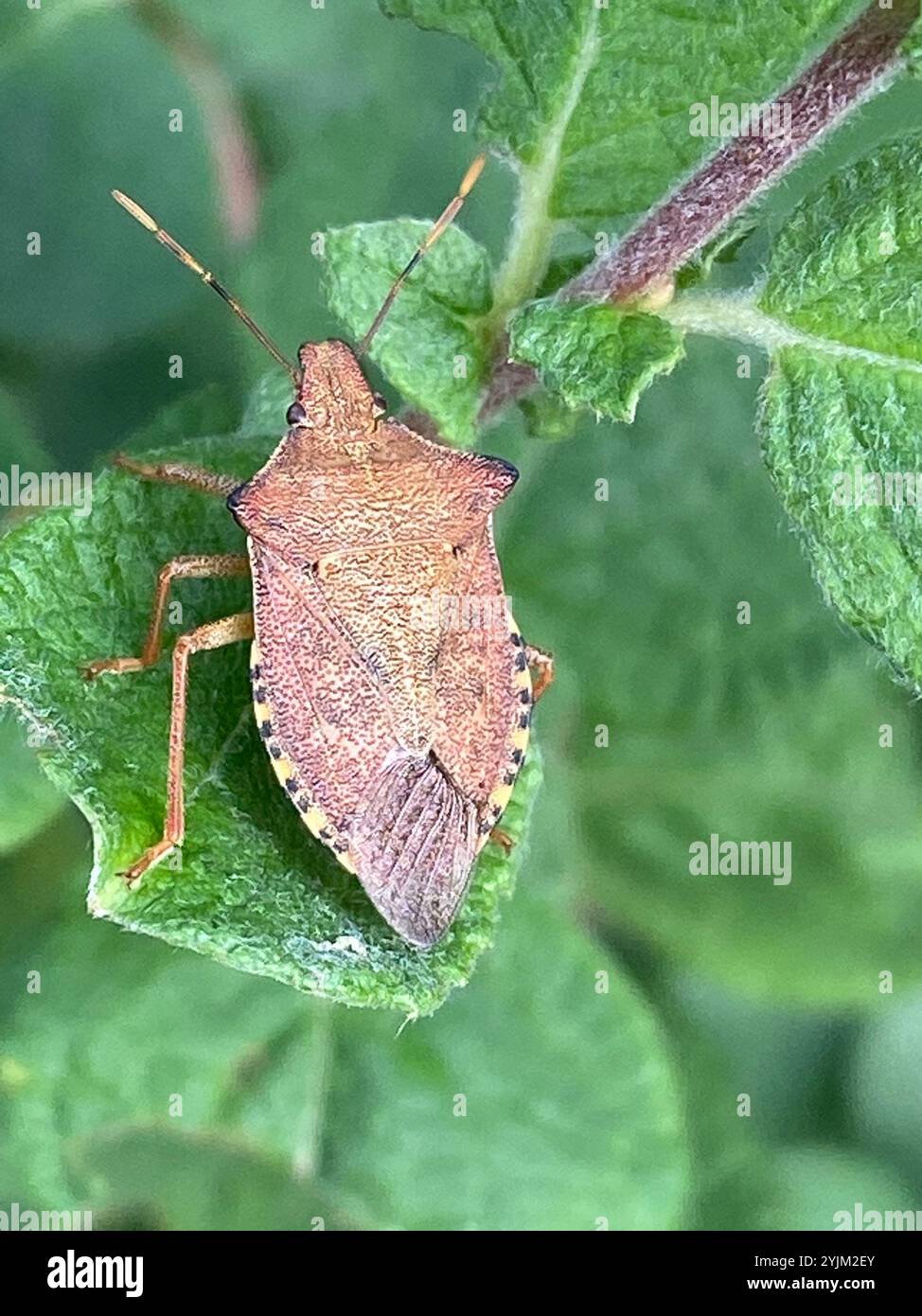 Dock Leaf Bug (Arma custos Stock Photo - Alamy