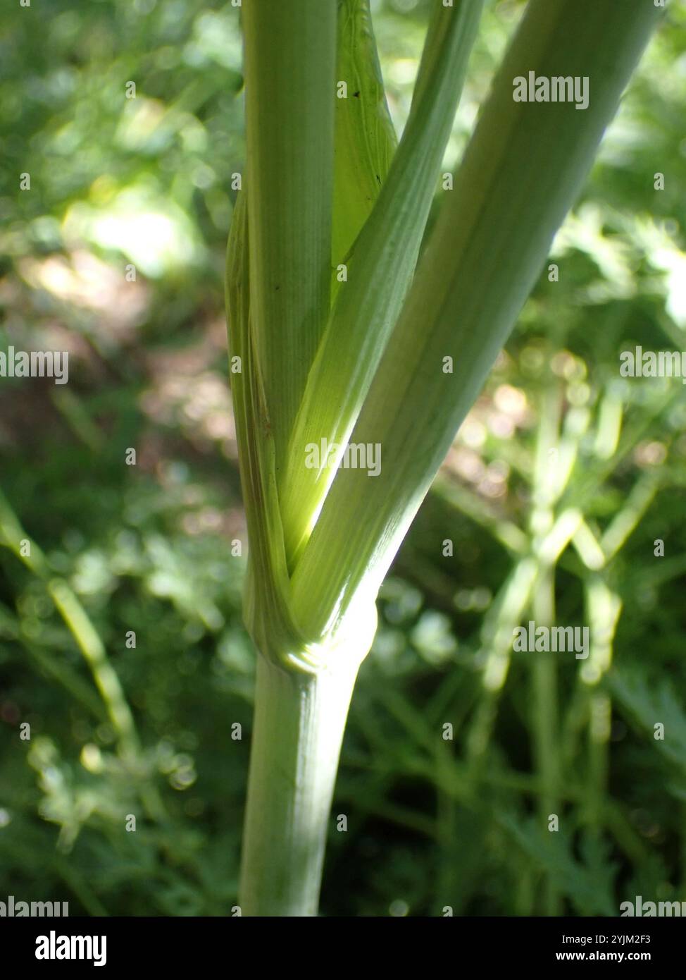 Fernleaf biscuitroot hi-res stock photography and images - Alamy