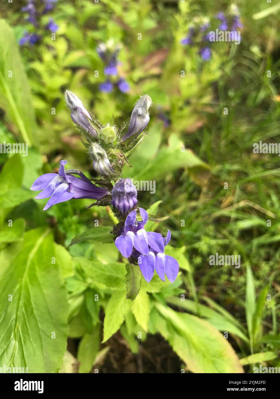 great blue lobelia (Lobelia siphilitica Stock Photo - Alamy