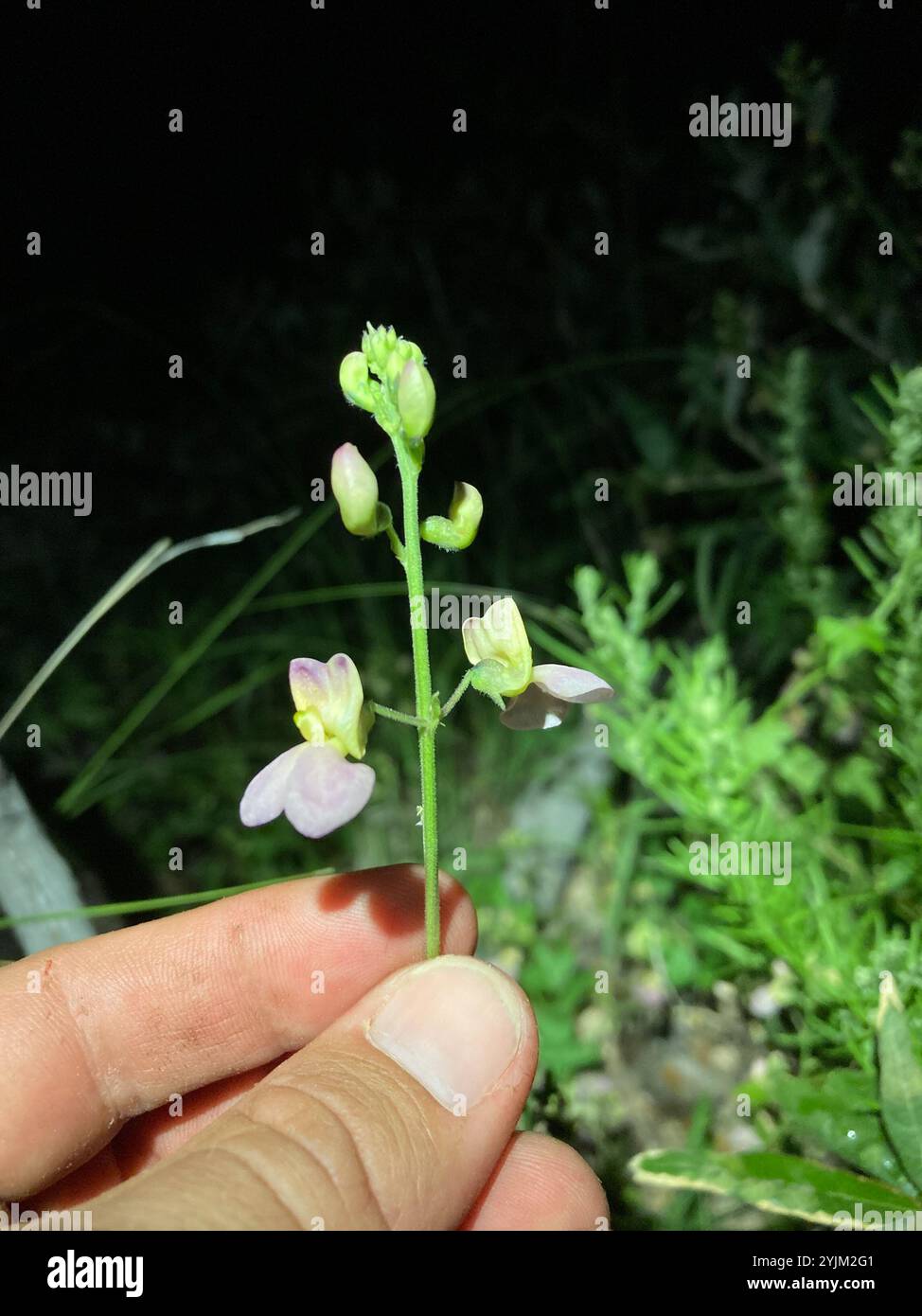 Gray's bean (Phaseolus grayanus Stock Photo - Alamy