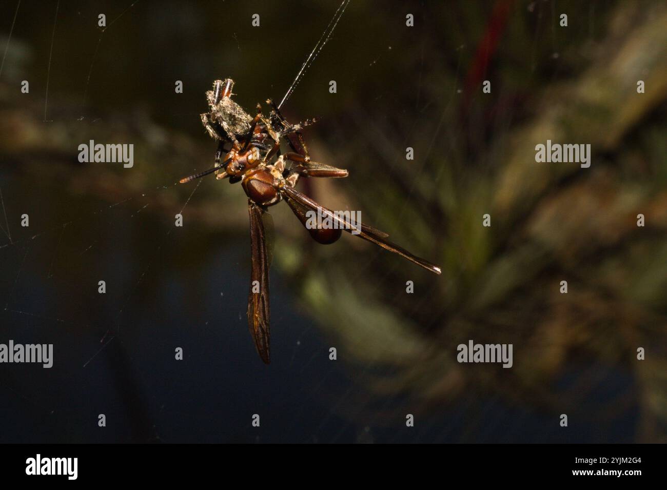 Mischocyttarus hi-res stock photography and images - Alamy