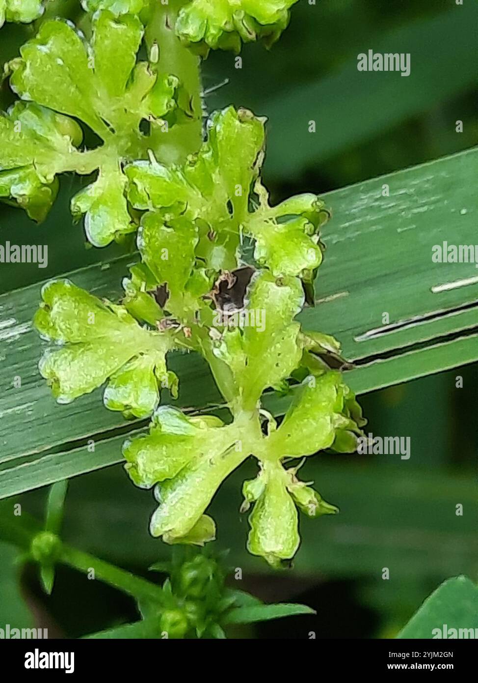 wood nettle (Laportea canadensis Stock Photo - Alamy