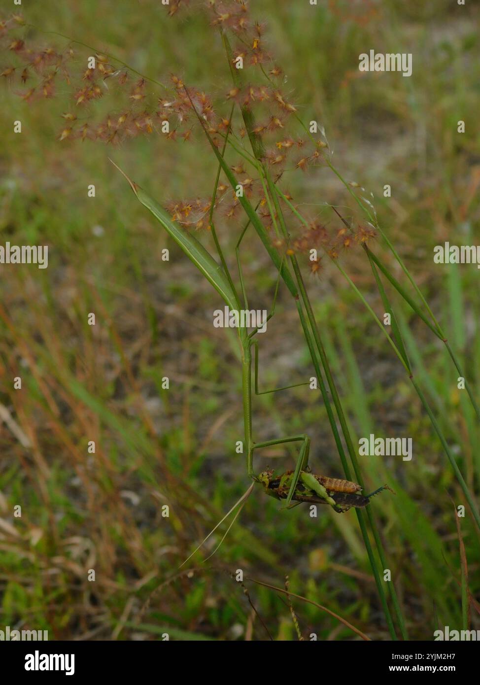 Northern Grass Mantis (Brunneria borealis Stock Photo - Alamy