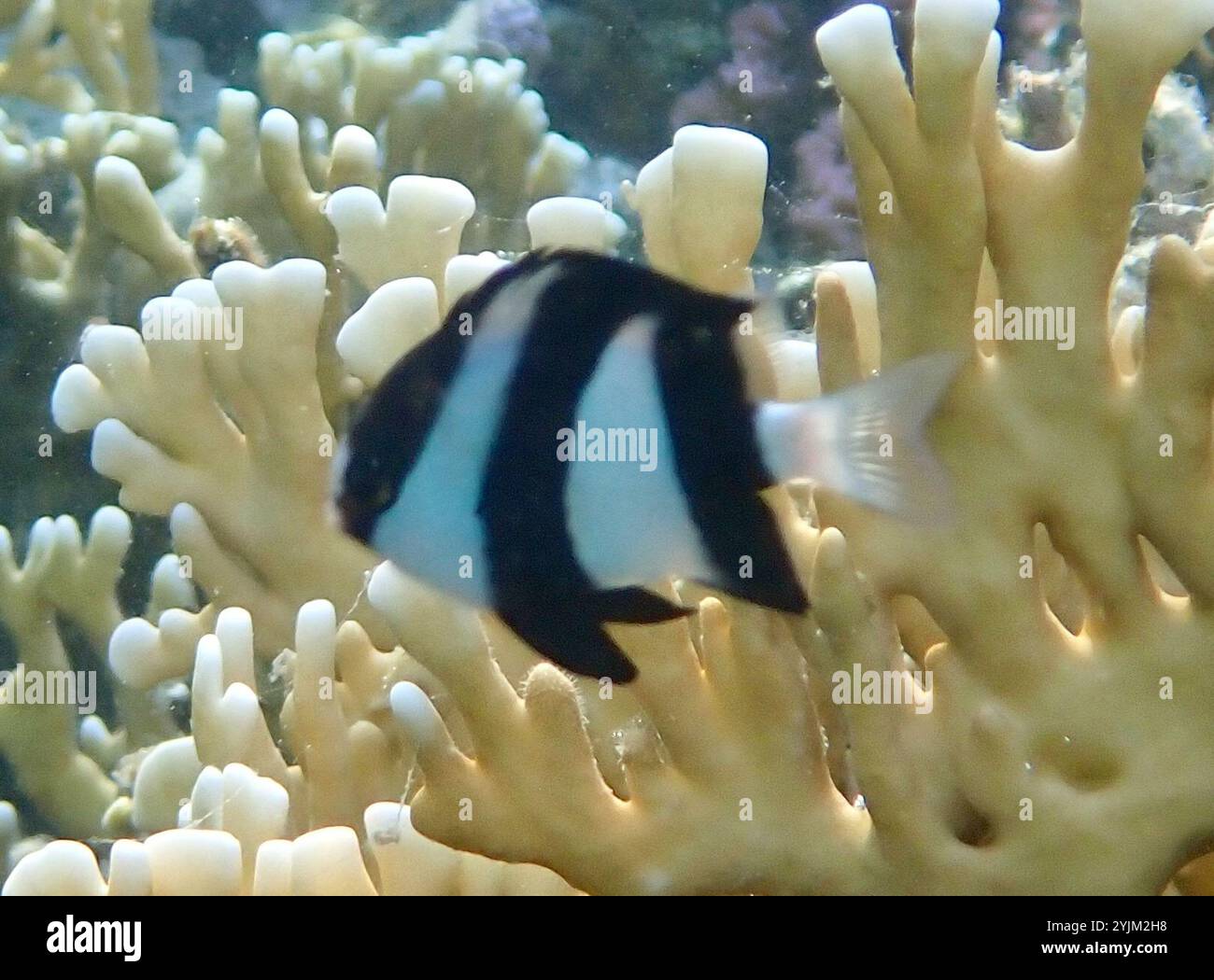 Indian ocean humbug hi-res stock photography and images - Alamy