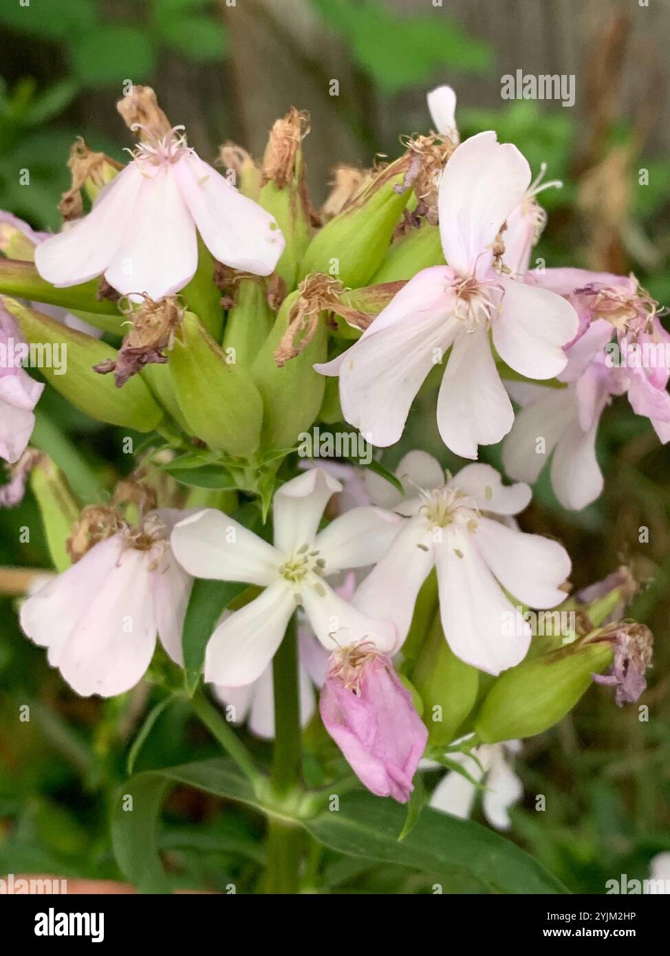 common soapwort (Saponaria officinalis Stock Photo - Alamy