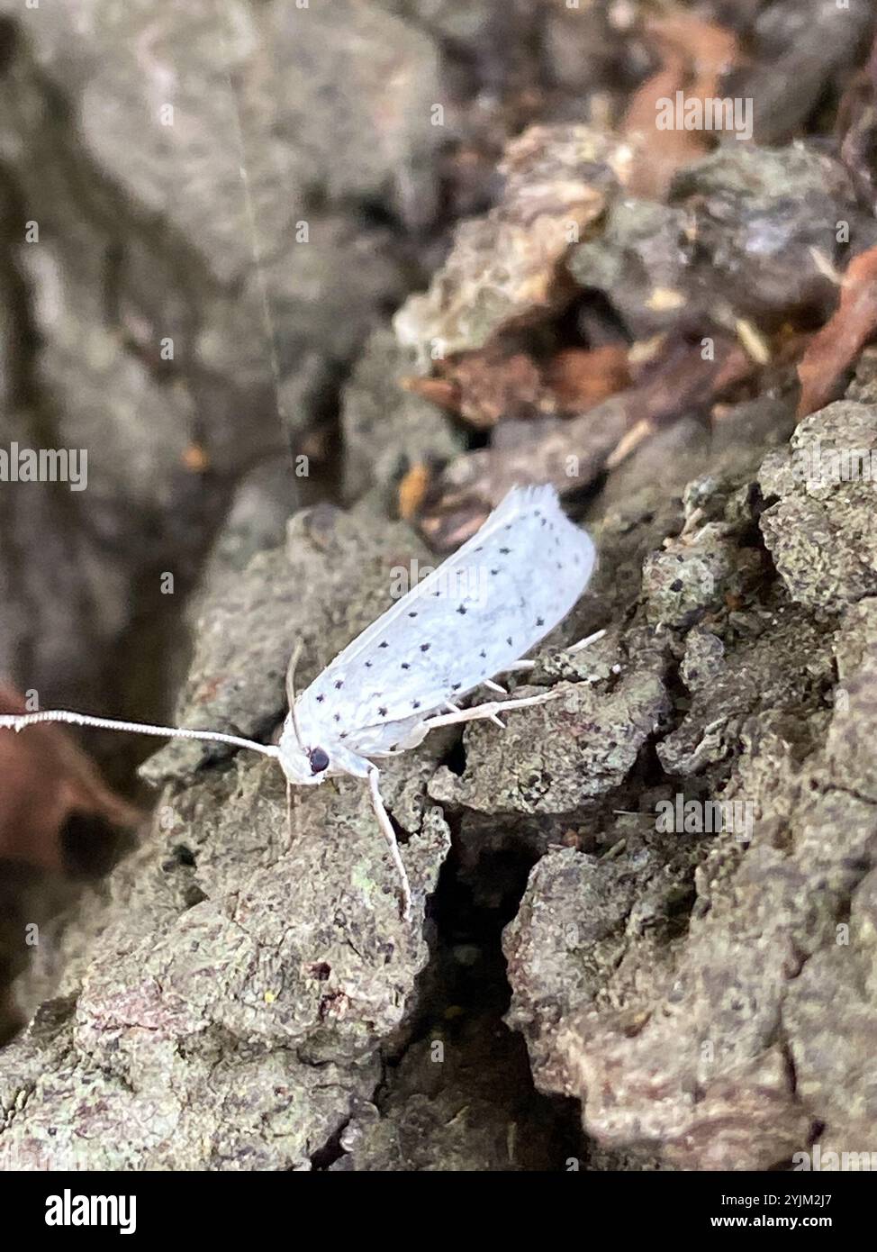 Small Ermine Moths (Yponomeuta Stock Photo - Alamy