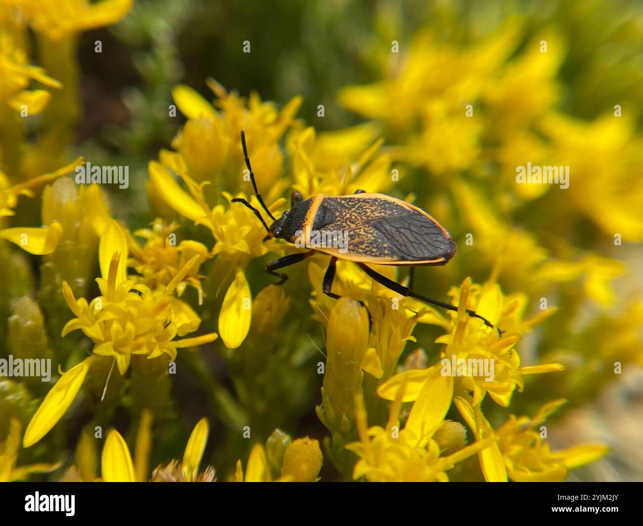 California Bordered Plant Bug (Largus californicus Stock Photo - Alamy