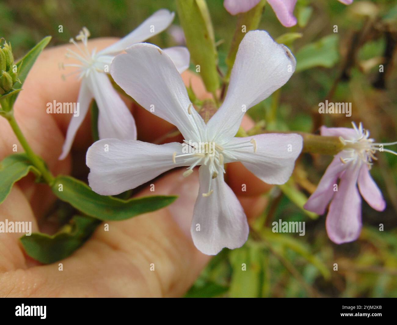 common soapwort (Saponaria officinalis Stock Photo - Alamy