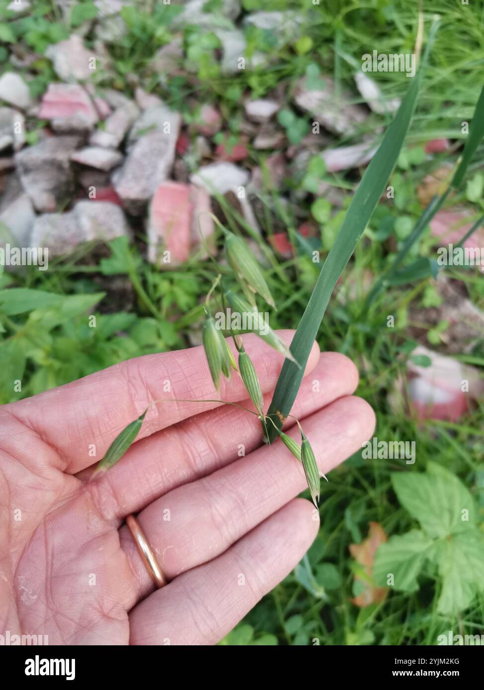 Common Oat (Avena sativa Stock Photo - Alamy
