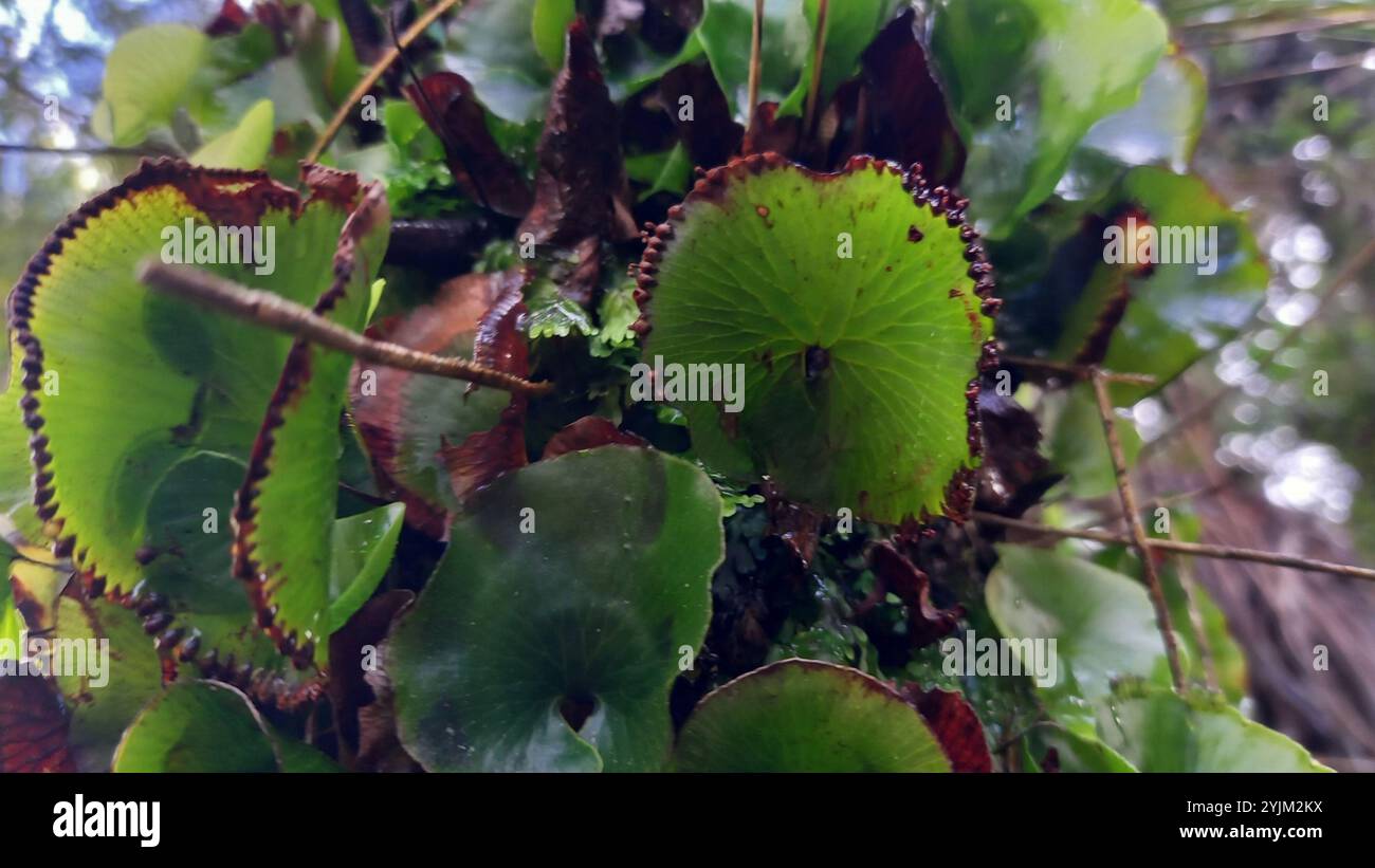 Hymenophyllum nephrophyllum hi-res stock photography and images - Alamy
