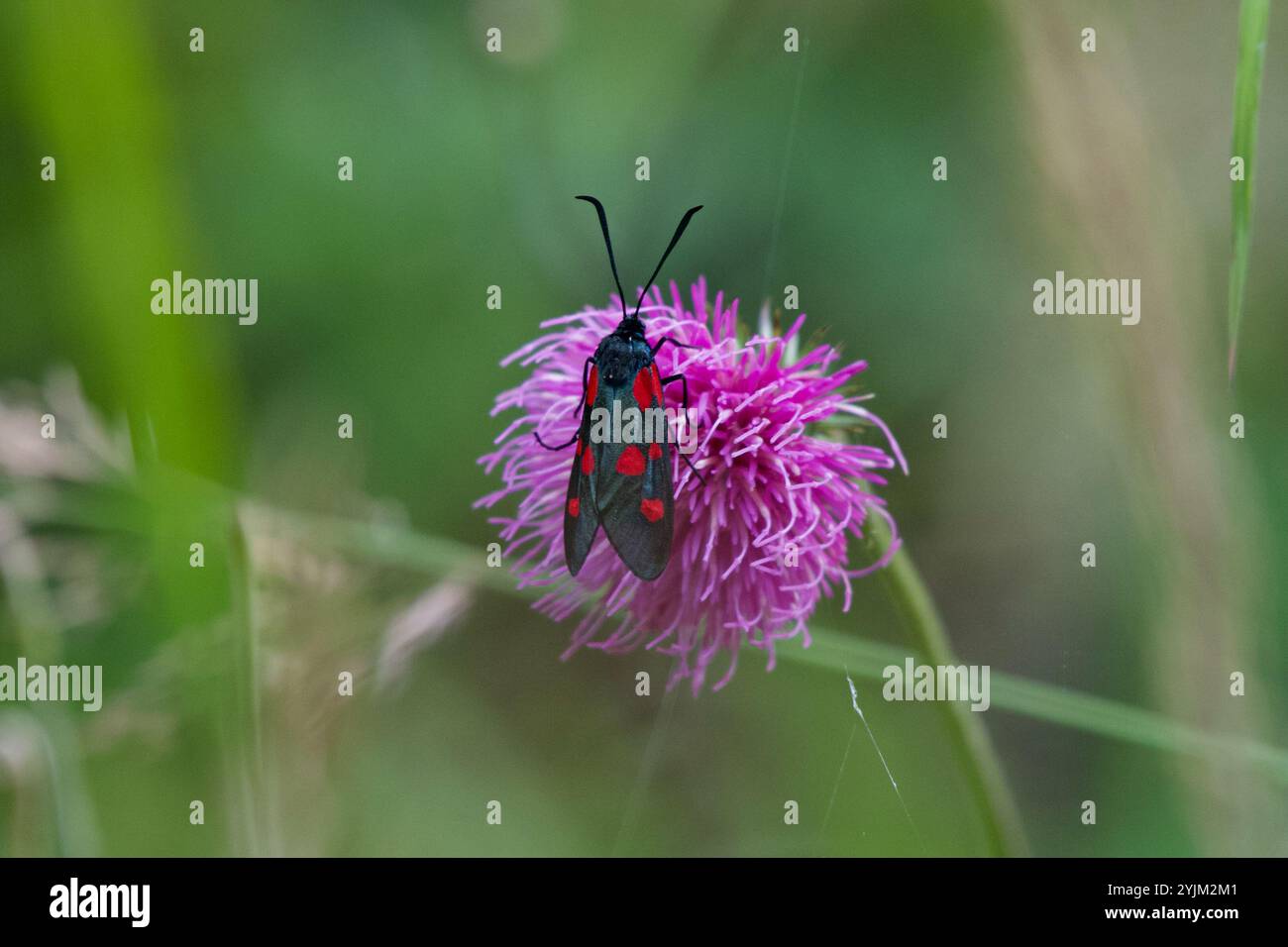 narrow-bordered five-spot burnet (Zygaena lonicerae Stock Photo - Alamy