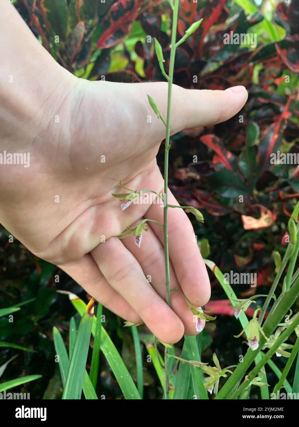 Chinese Crown Orchid (Eulophia graminea Stock Photo - Alamy