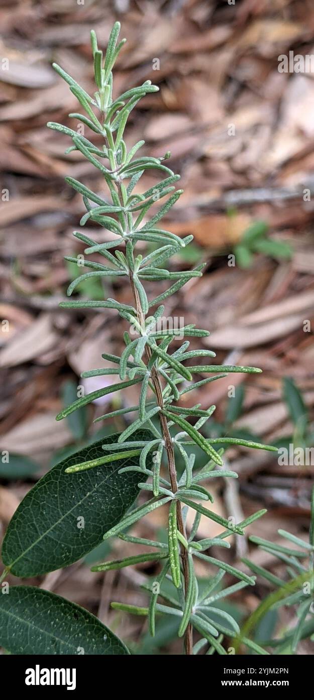 Conradina canescens hi-res stock photography and images - Alamy
