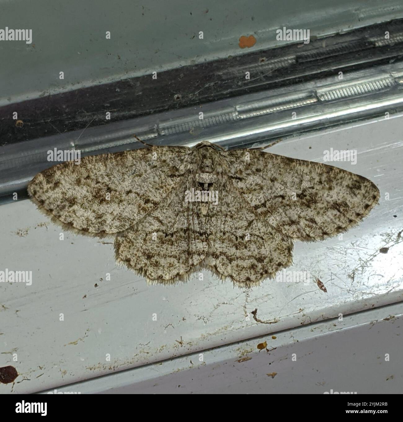 Small Engrailed (Ectropis crepuscularia Stock Photo - Alamy
