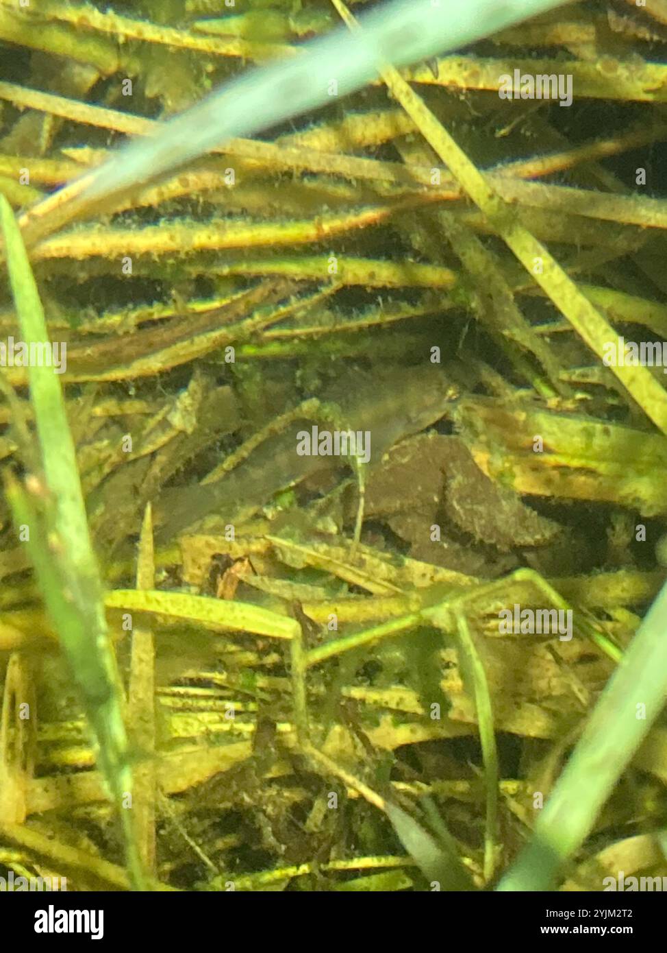 Ray-finned Fishes (Actinopterygii Stock Photo - Alamy