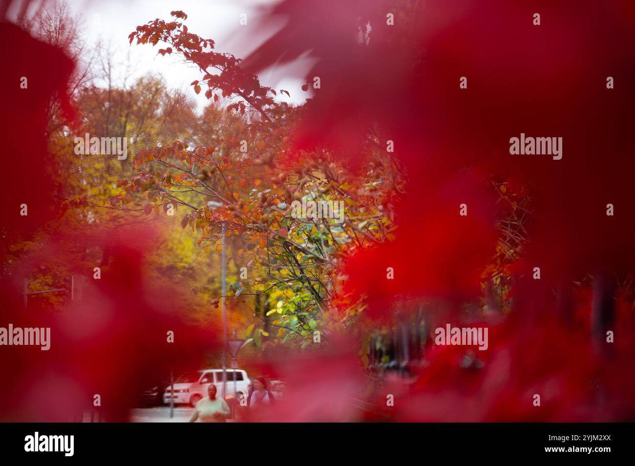 Hanover, Germany. 15th Nov, 2024. In a street in the direction of the ...