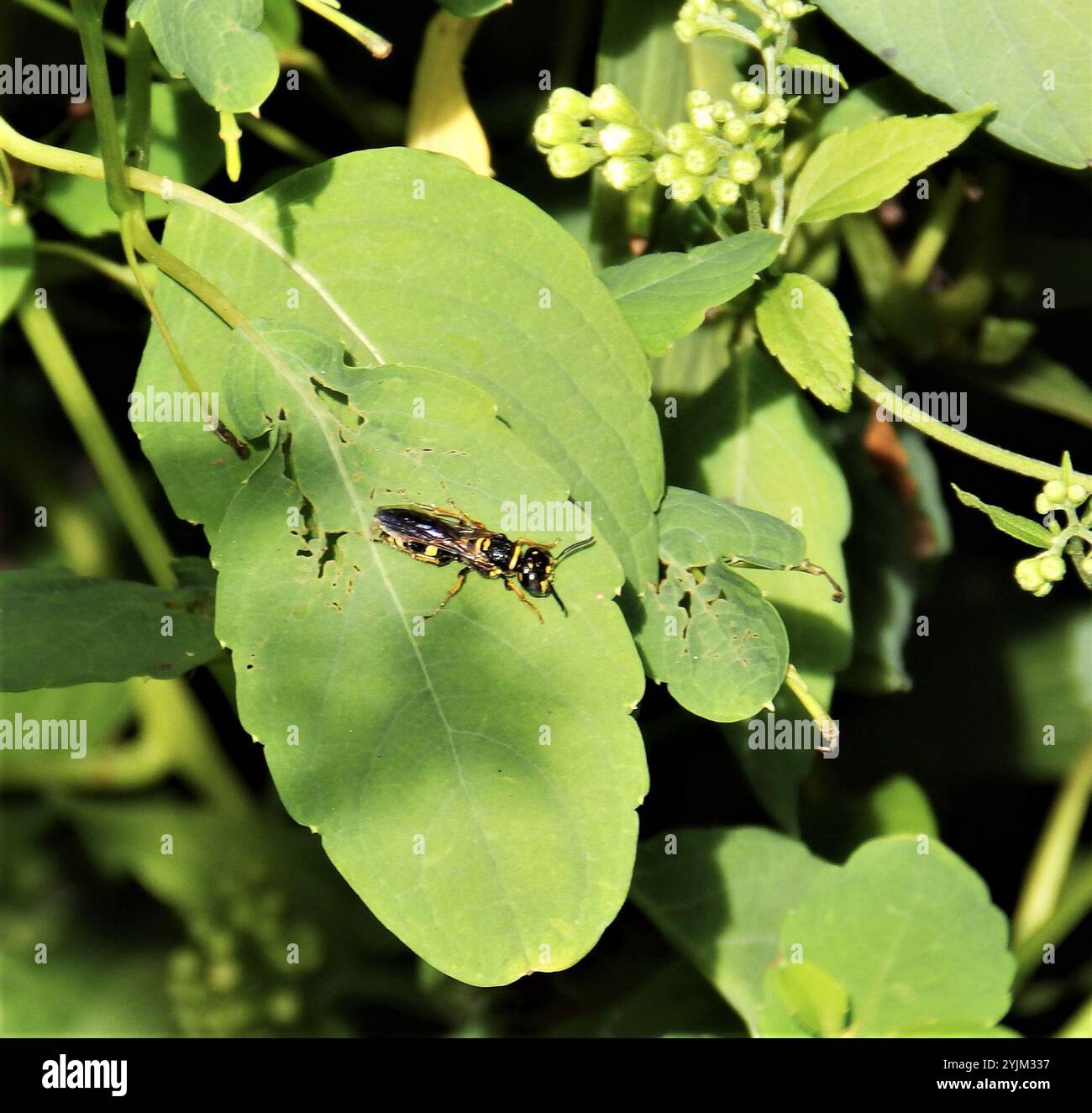Hump-backed Beewolf (Philanthus gibbosus Stock Photo - Alamy