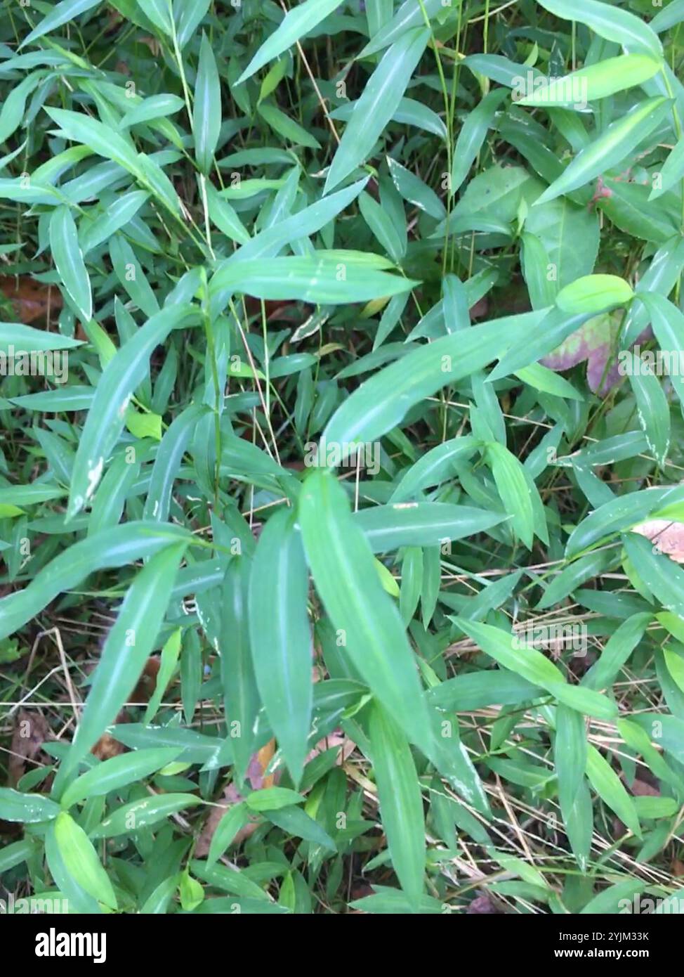 Japanese stiltgrass hi-res stock photography and images - Alamy